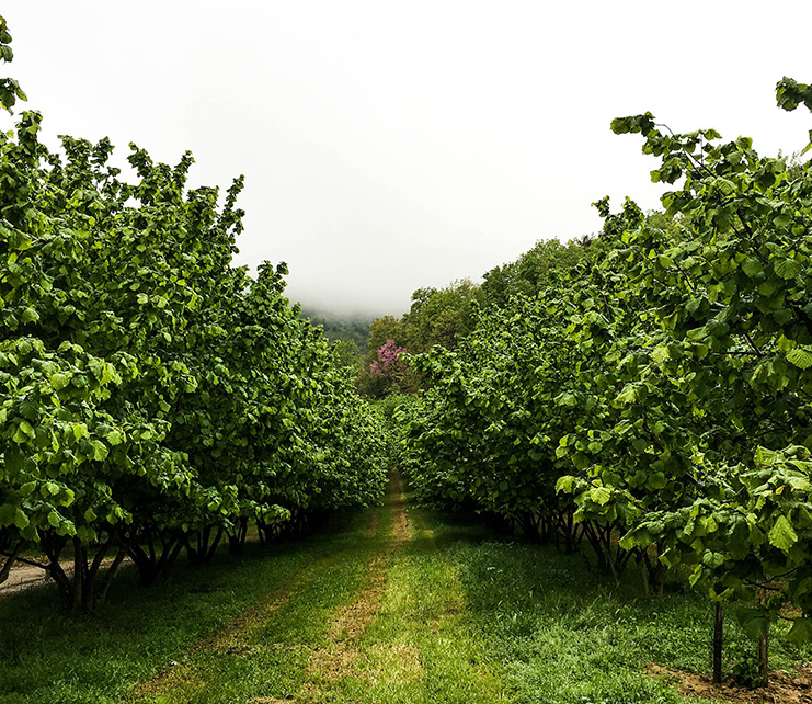 Agrifarms: sustainably growing hazelnuts | Ferrero HCo