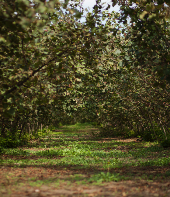 Socially responsible & traceable hazelnut farming: Chile | Ferrero HCo