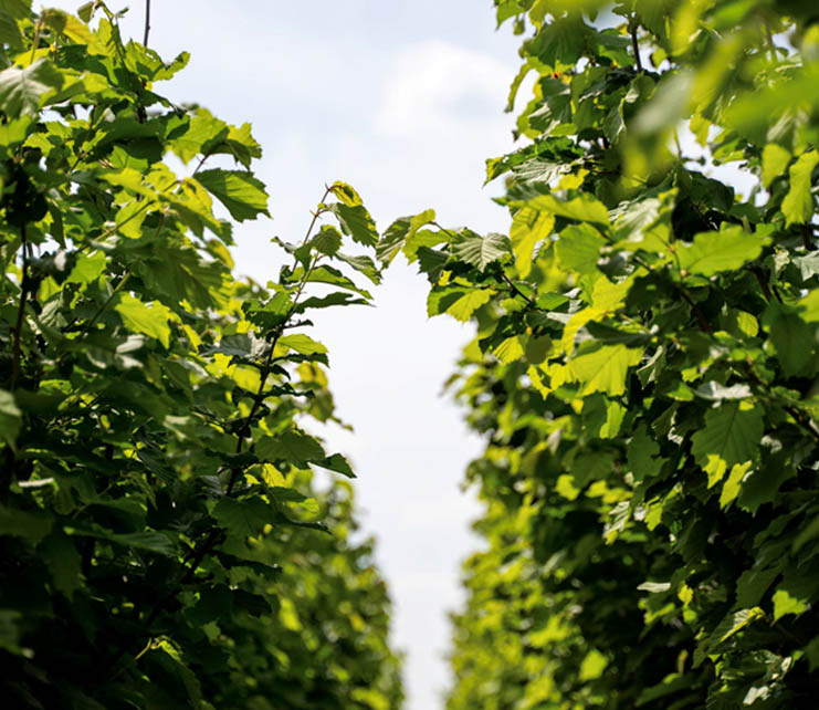 Traceable & Sustainable hazelnut supply chain | Ferrero HCo