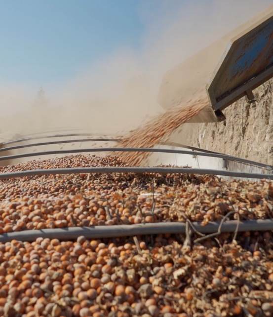 Traceable & Sustainable hazelnut supply chain | Ferrero HCo