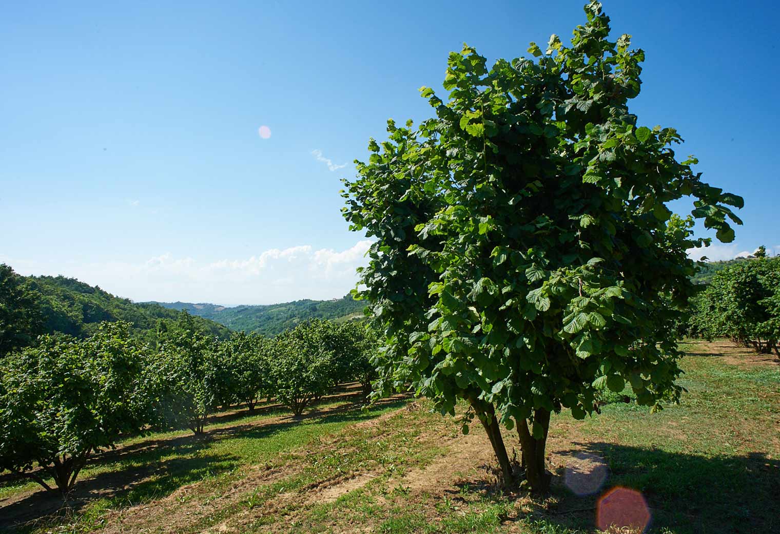 Hazelnuts Tree