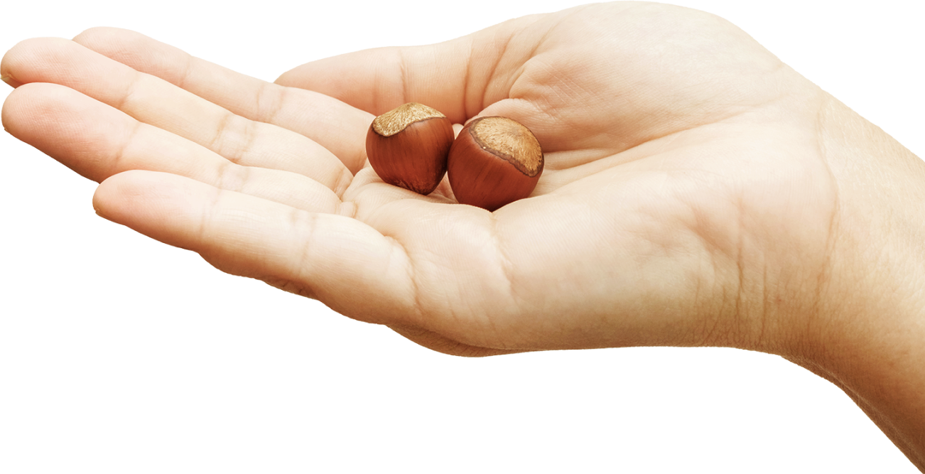 Our History: hazelnuts are at the heart of Ferrero | Ferrero HCo