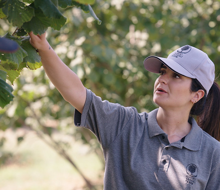 Socially responsible & traceable hazelnut farming: FFV Turkey | Ferrero HCo