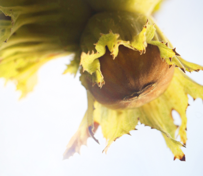 Che cosa sono le nocciole? Varietà, storia, origini | Ferrero HCo